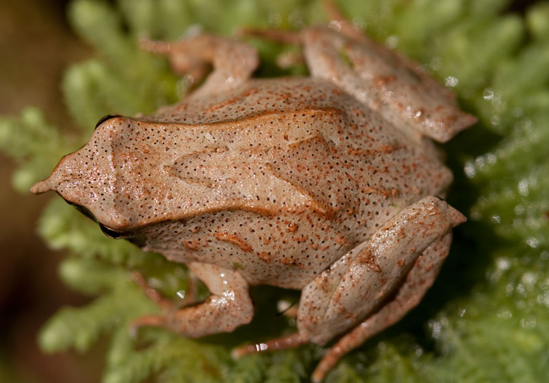 Natural Musings: Darwin's Frog - la Ranita de Darwin