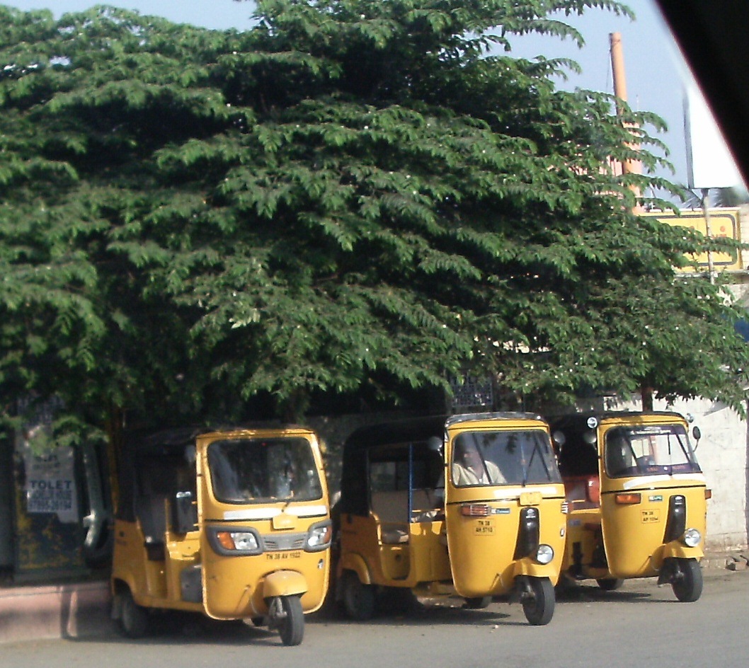 JERNANG (Daemonorops.Sp): Foto-foto Community-based Monitoring Systems ...