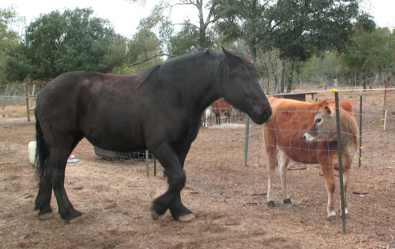 Homestead Life: Horse and Cow are Friends!