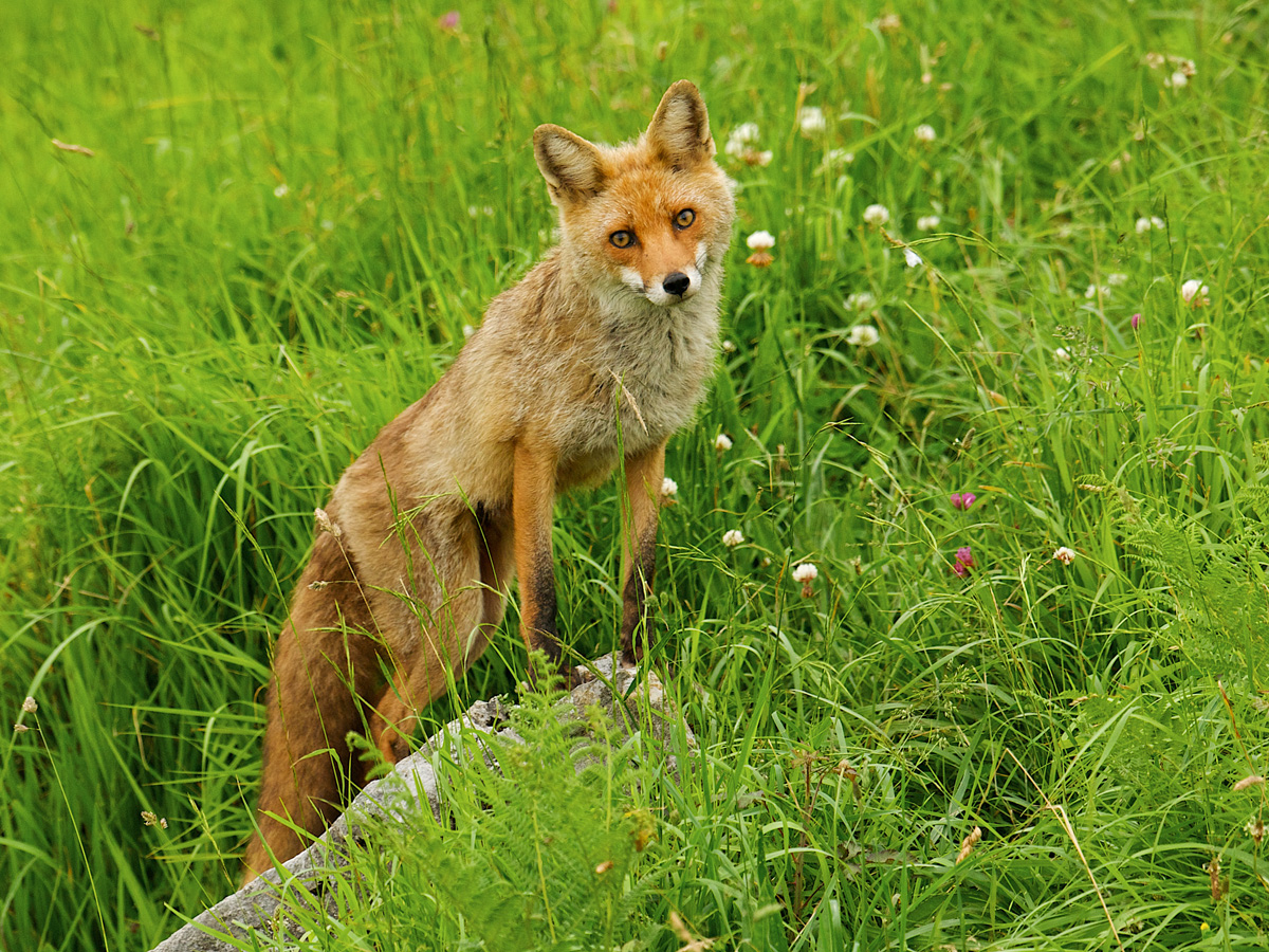 Andoni Ruiz Etxeberria: Azeria