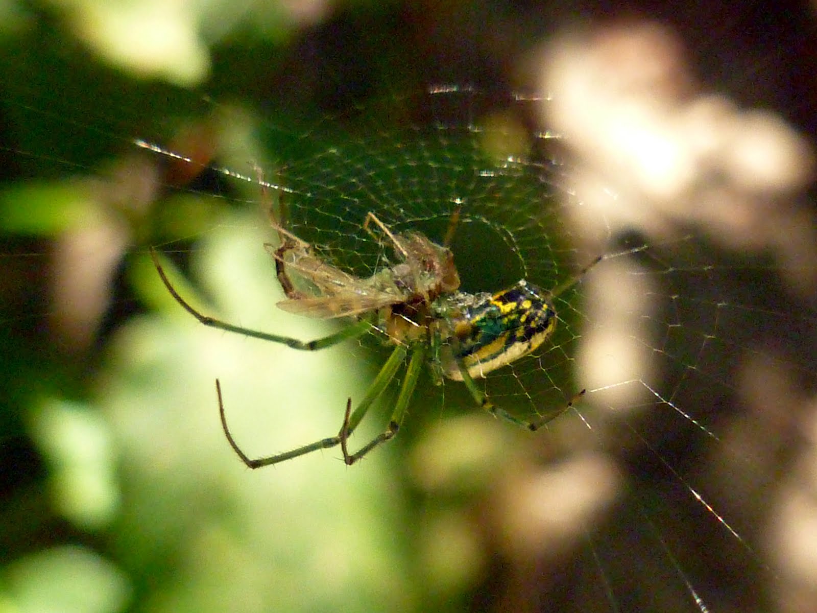 Nature Works Photography: Orchard orb weaver spider