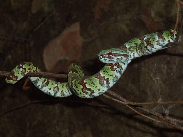 Ular Asli Indonesia: Ular Berbisa