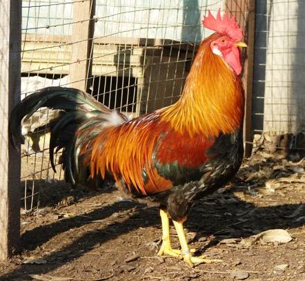 Un chico realmente ESPECIAL: LOS ANIMALES DE MI TIERRA G-K