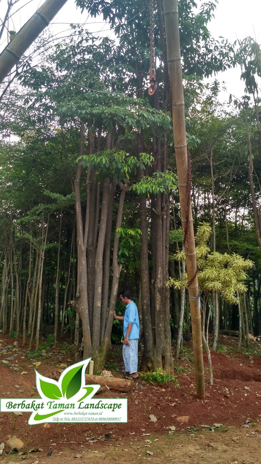 Jual Pohon Pule Murah Atau Pohon Pulai Alstonia Scholaris - Tukang ...