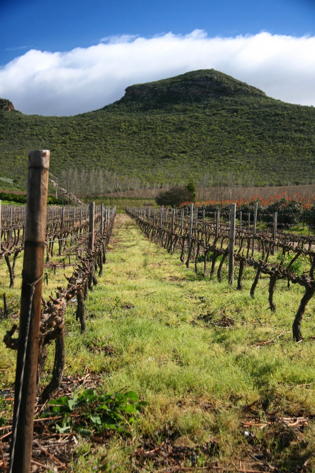 The Boozy Prune: Kranskop Wine Estate - just a skip and hop from Robertson