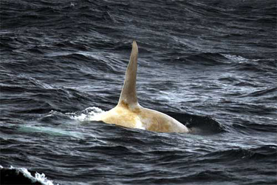 Albino Orca Chimo
