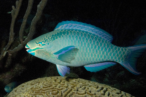 Queen Parrotfish - Fishes