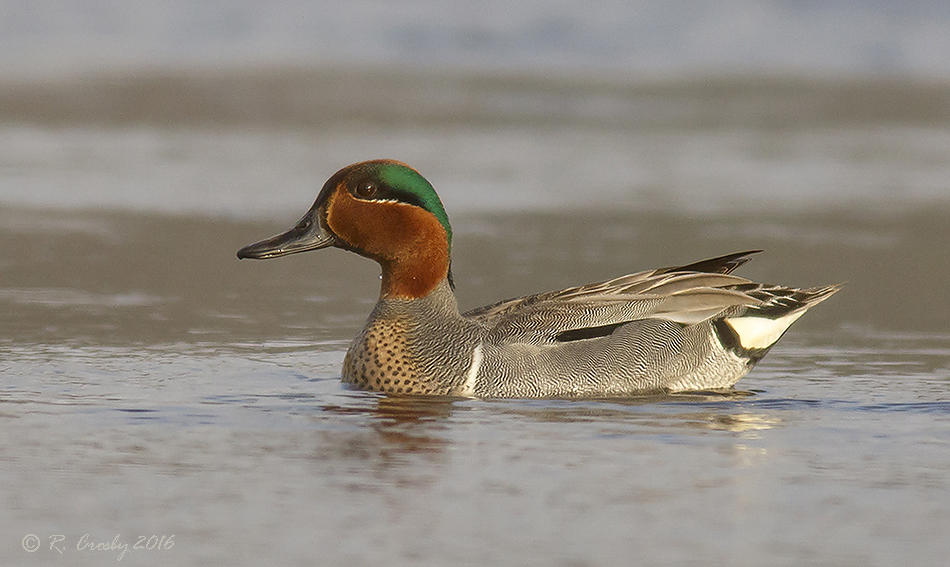 South Shore Birder: Green-winged Teal - Drake