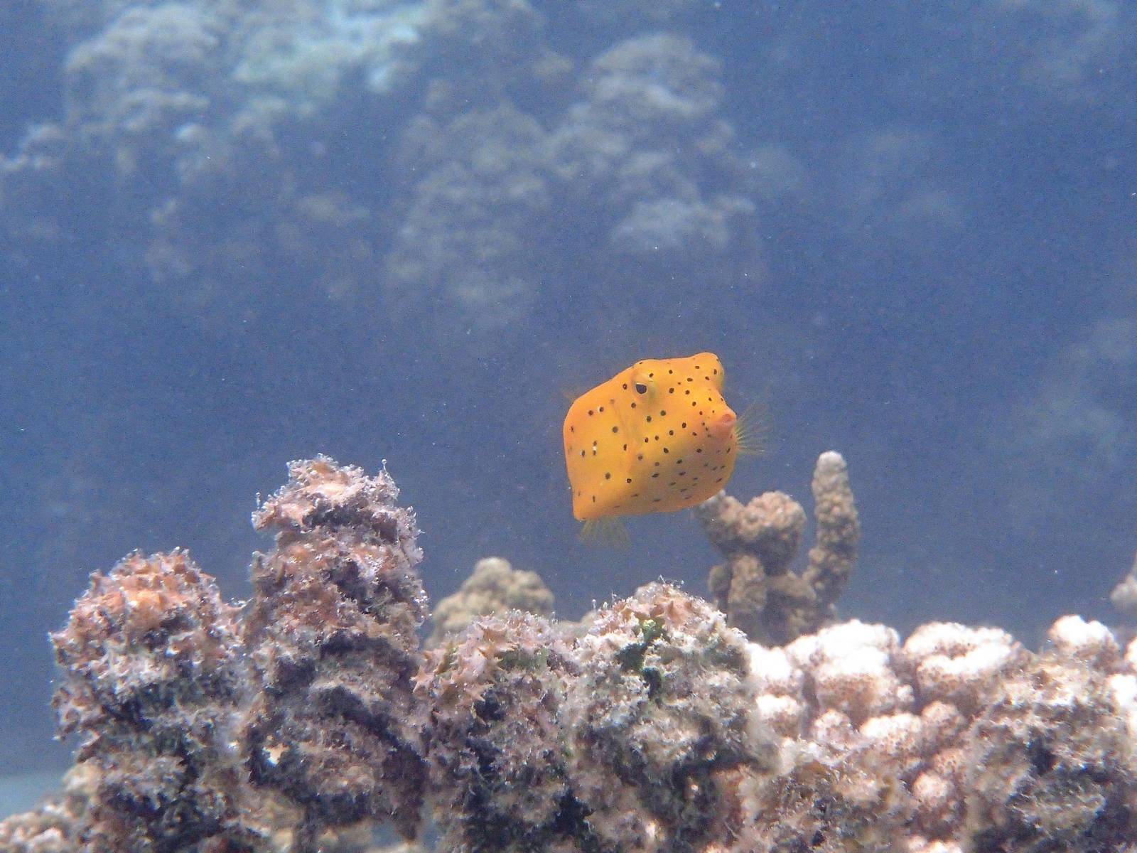 Aitutaki: Poisson carré