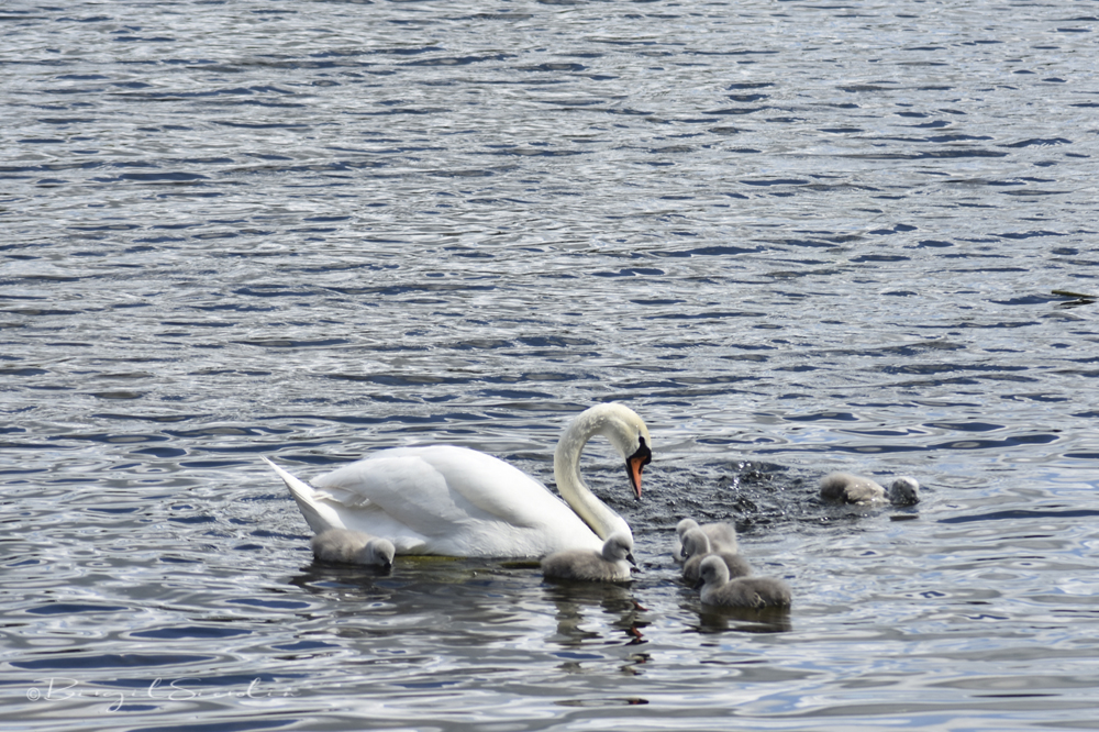 Neues vom Schwanenpaar