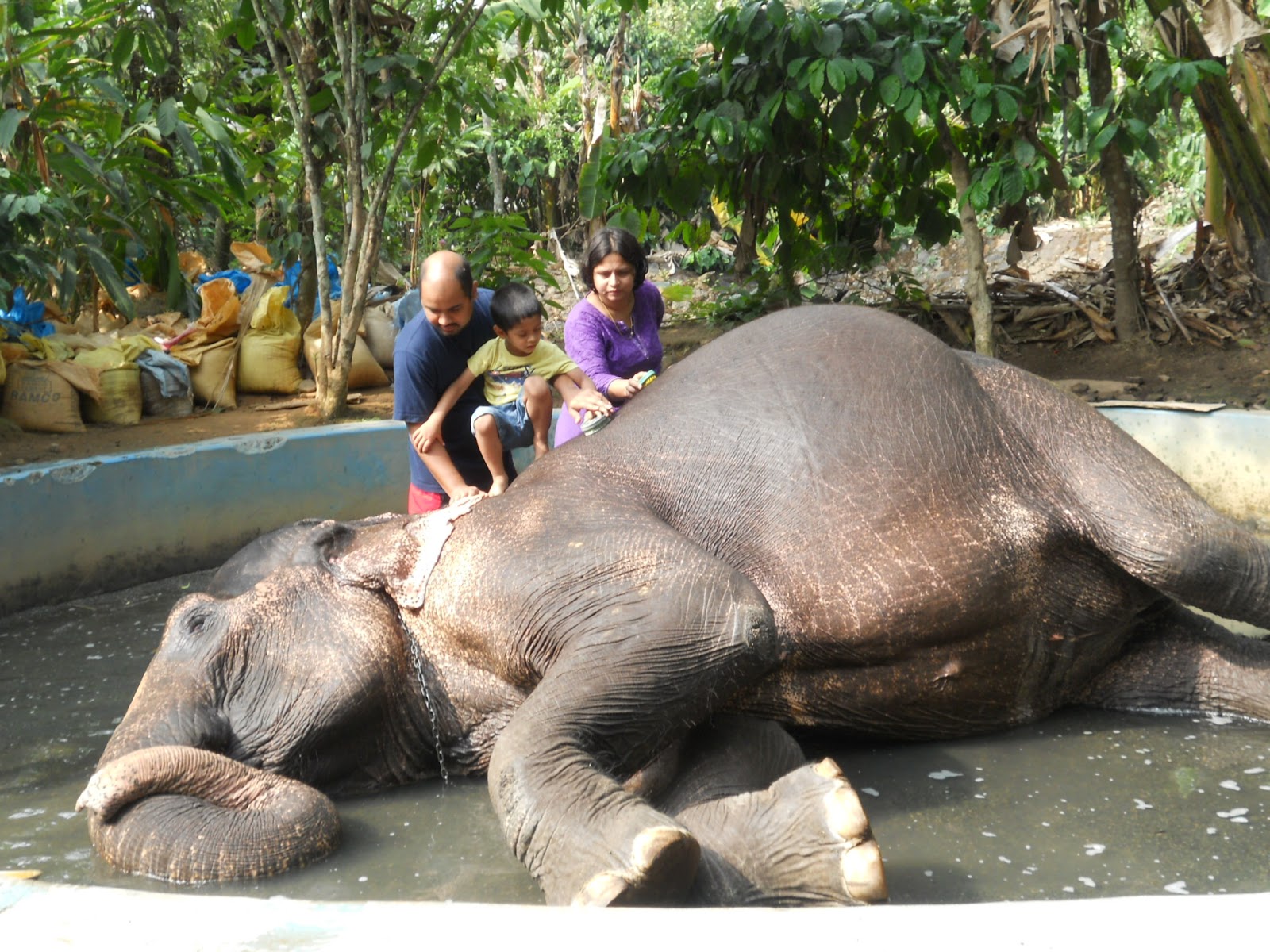 Around The World: Elephant Shower and Bath Thekady Kerala