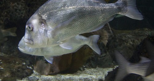 Behind the French Menu: Dorade, Daurade Royale, or Dorade Royale ...