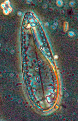 Fossils and Other Living Things: October 2013