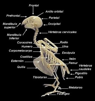 Don Perico: Partes de su anatomía y esqueleto