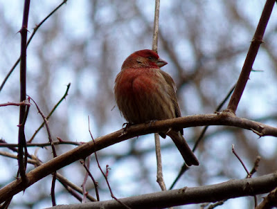 Dendroica: Resident Birds