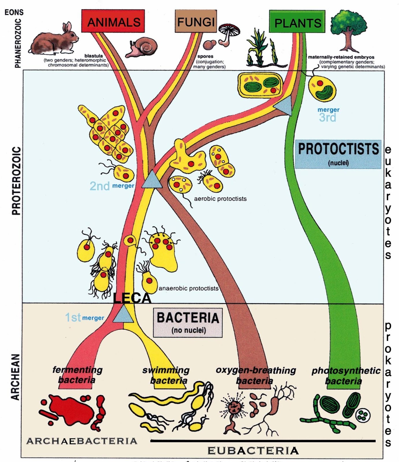 Viacheslav Shalisko blog: Historia de teoría de simbiogénesis: Margulis ...