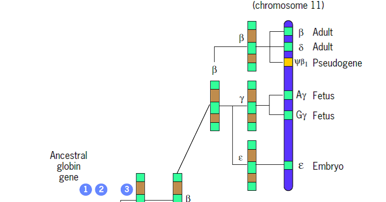 Ciencias de Joseleg: Pseudogenes en el genoma humano