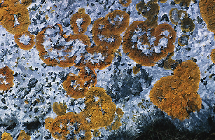 Discovering Something New -- ongoing learning: Stone-eating bacteria