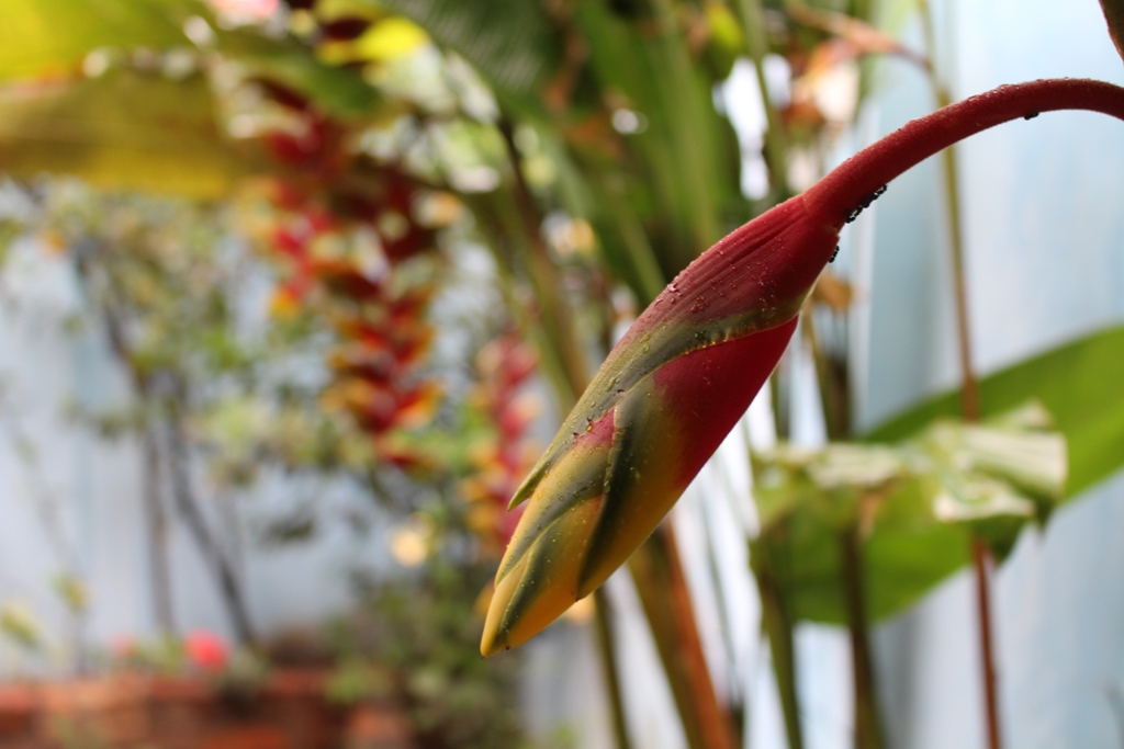 Radio Patujú 95.2 FM: 2016