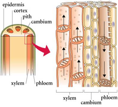 Complex Tissues in Plants - Xylem and Phloem