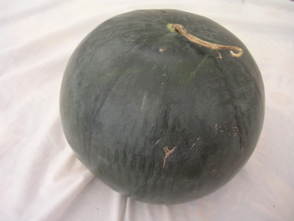 Plant World: Plant World:Watermelon