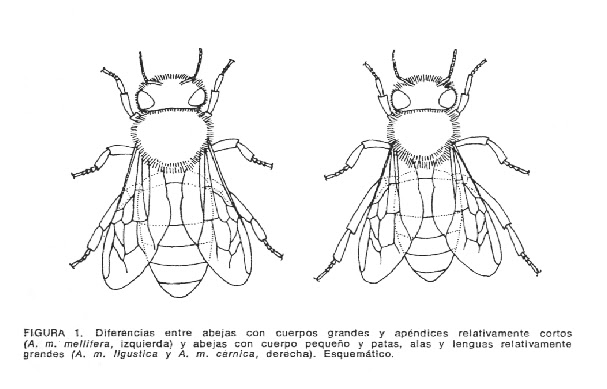 La Familia de la Apicultura - The Beekeeping Family: RAZAS DE ABEJAS ...