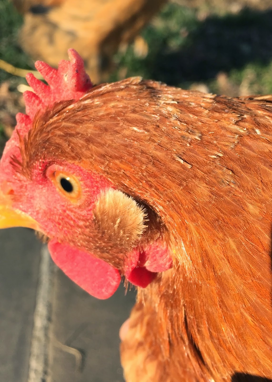 My Family Farm Online: How can you tell what color egg a chicken will lay?