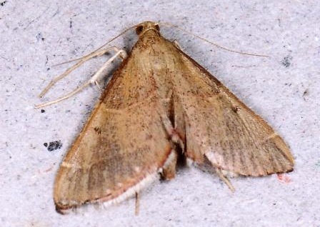 Almella Frass Moth - Insects Morphology