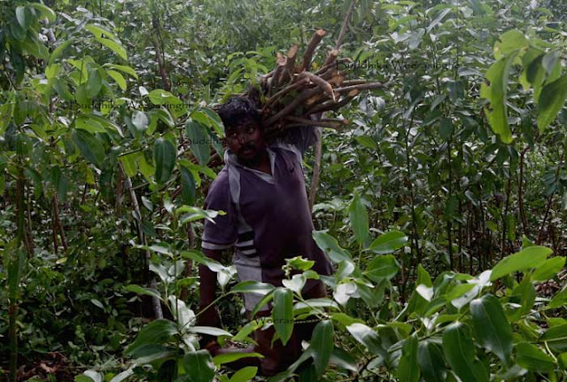 Sri Lanka : Sri Lankan Farmers Cultivate Cinnamon