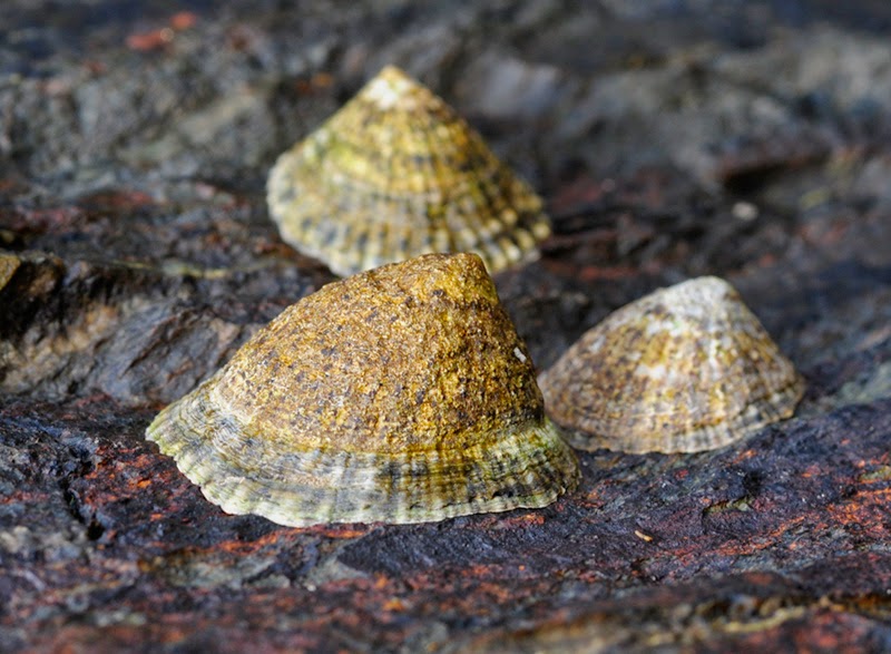 Paseos por la naturaleza: Patella rustica