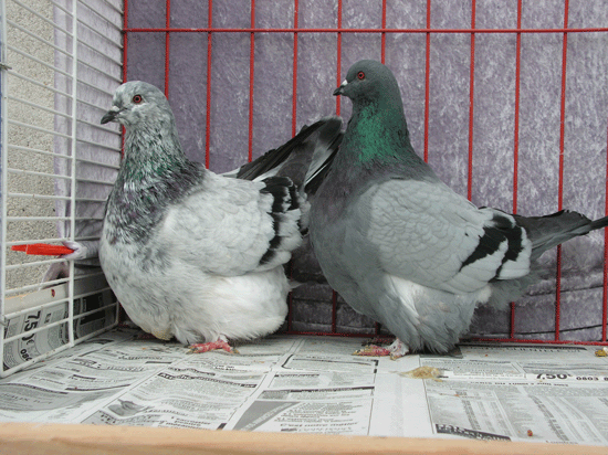 Fancy Pigeon Breeds: French Mondain
