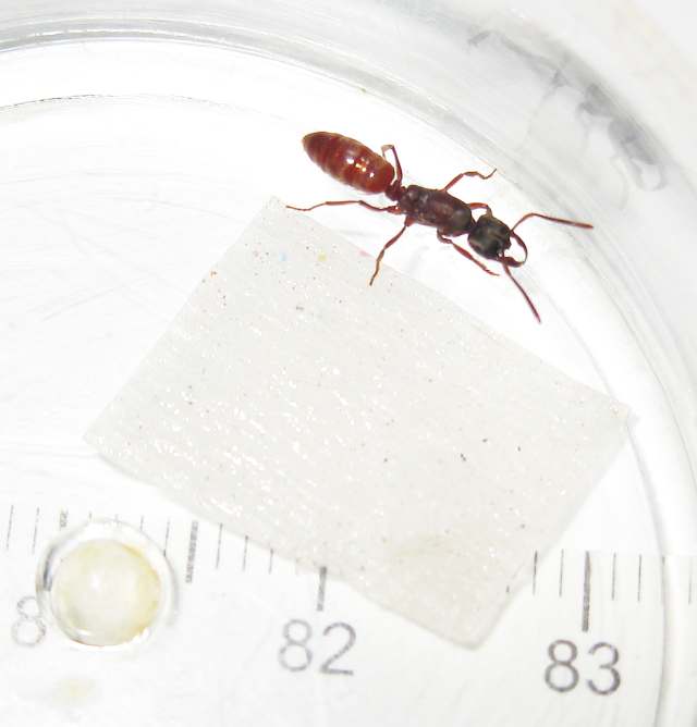 Photos and Info on Ants and Termites of Malaysia: Buniapone amblyops