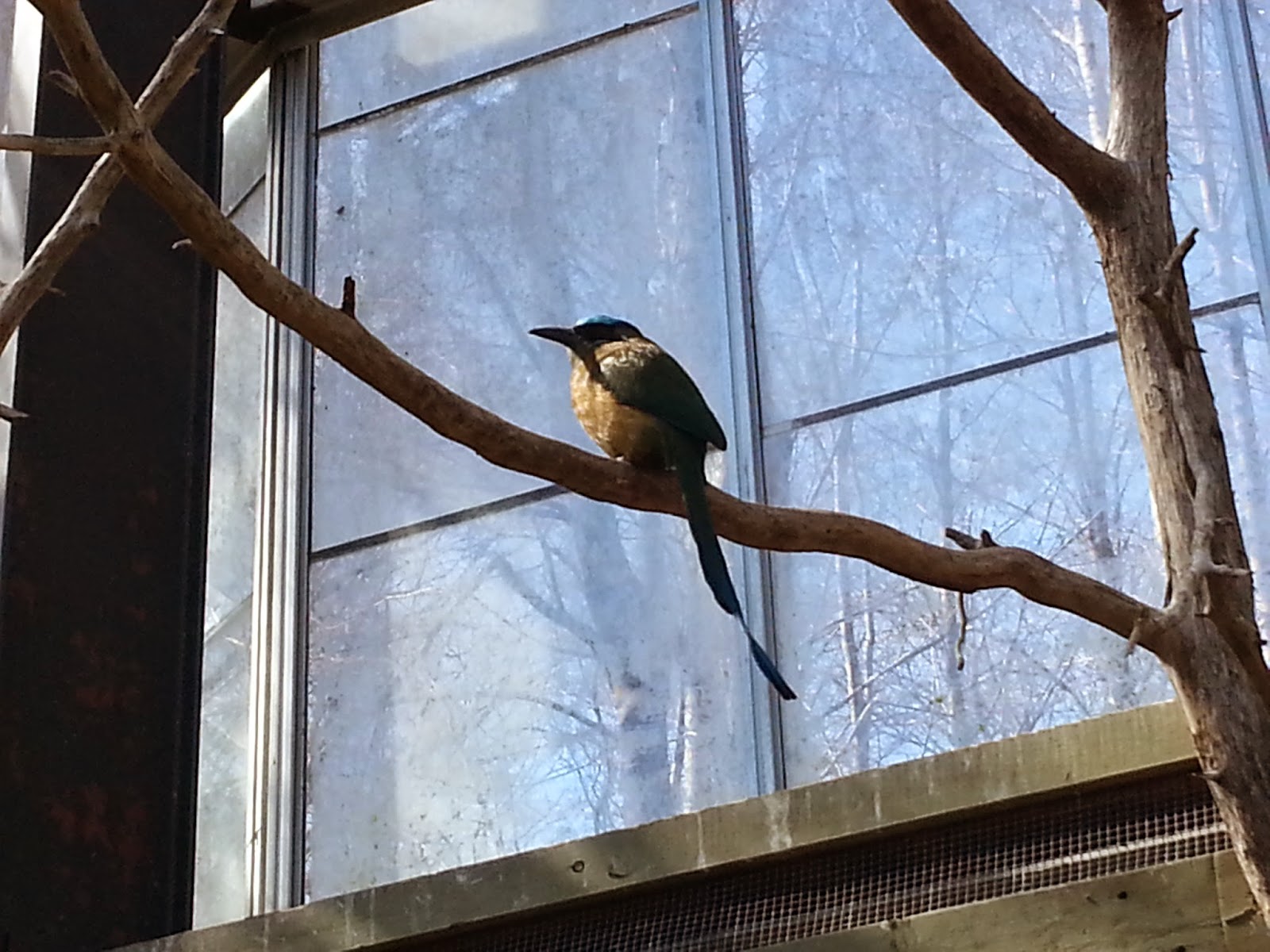 Habitat Representation at the Toronto Zoo: Americas Bird Display