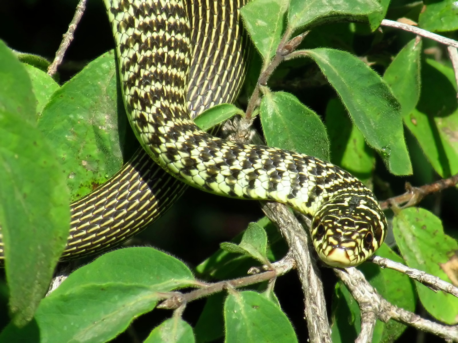 NATURA VIVA: SERP VERDA I GROGA (HIEROPHIS VIRIDIFLAVUS)