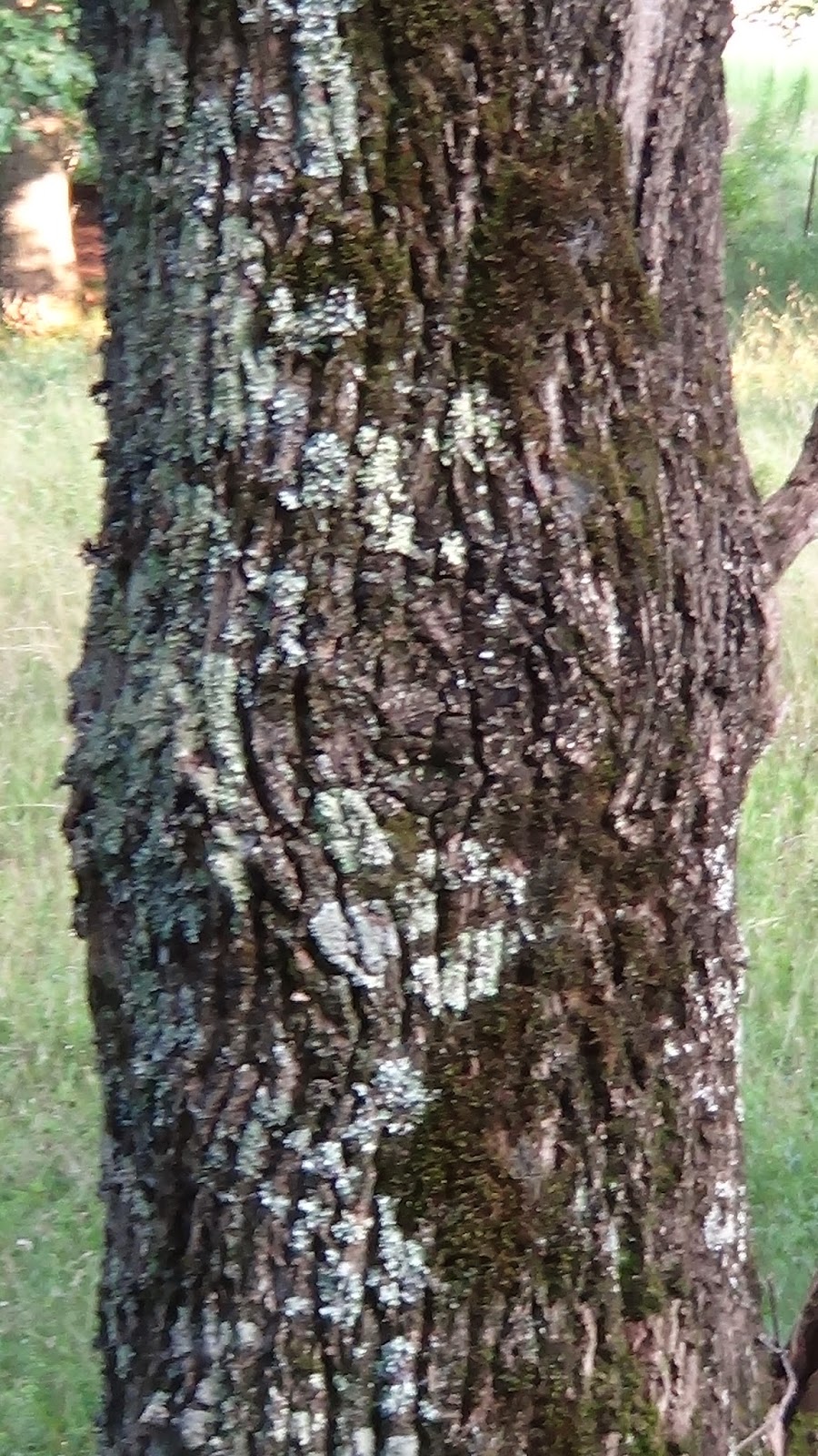 WATERFALL ROAD: THE POPLAR WALKING STICK