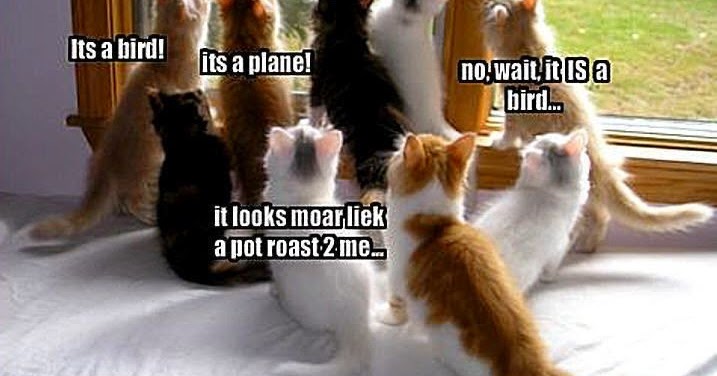 Cute Cat and Funny Cat: It's bird! It's plane! no, wait, it IS a bird ...