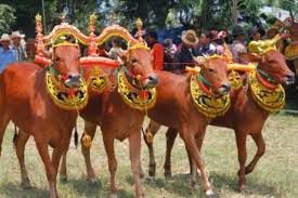 budaya madura