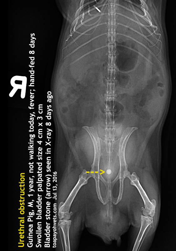 Veterinary, Photography and Travel Stories for vet students and pet ...