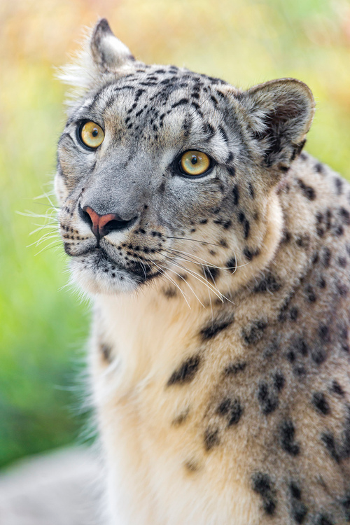 Amazing Animals: Portrait of a snow leopard looking upwards