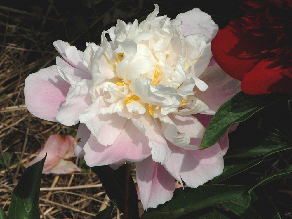 The Nature of Robertson: Peonies of Mid Spring