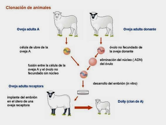 Biología y Geología en el IES Valle de Leiva: LA CLONACIÓN