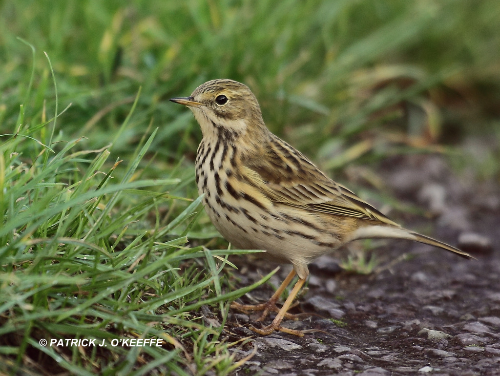Raw Birds: MEADOW PIPIT (Anthus pratensis) 1st winter at Ballyieragh ...