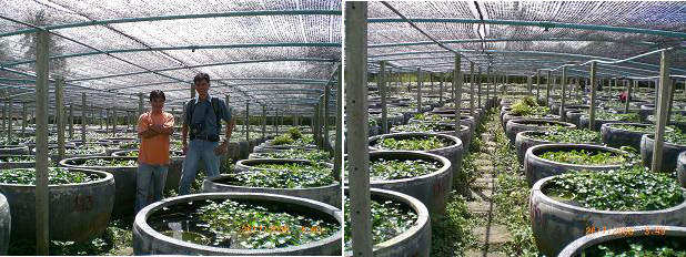 Berita TV Malaysia: Betta Fish farm model