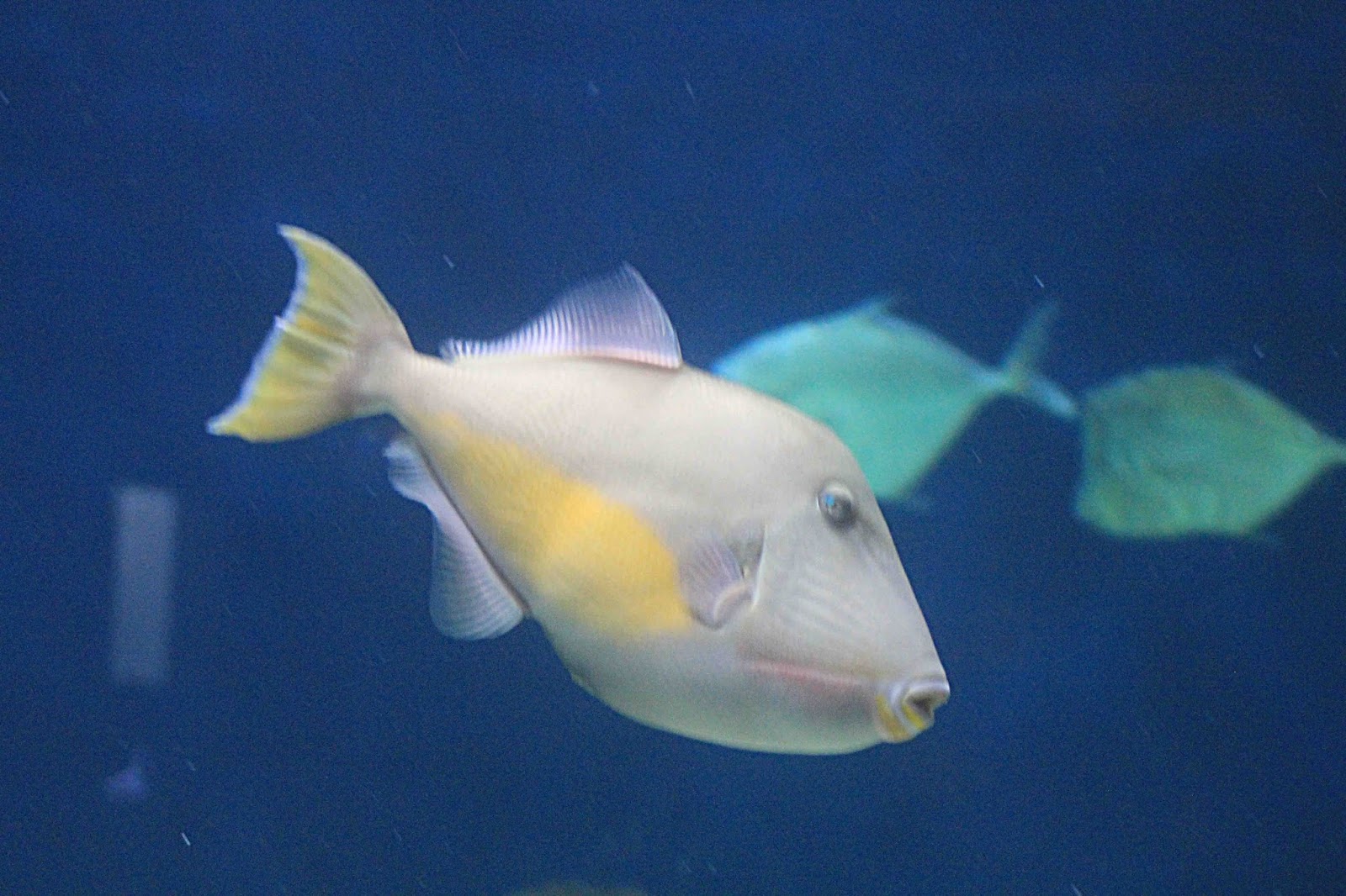 Western Sojourns: Travels with Camissonia: BIRCH AQUARIUM AT SCRIPPS ...