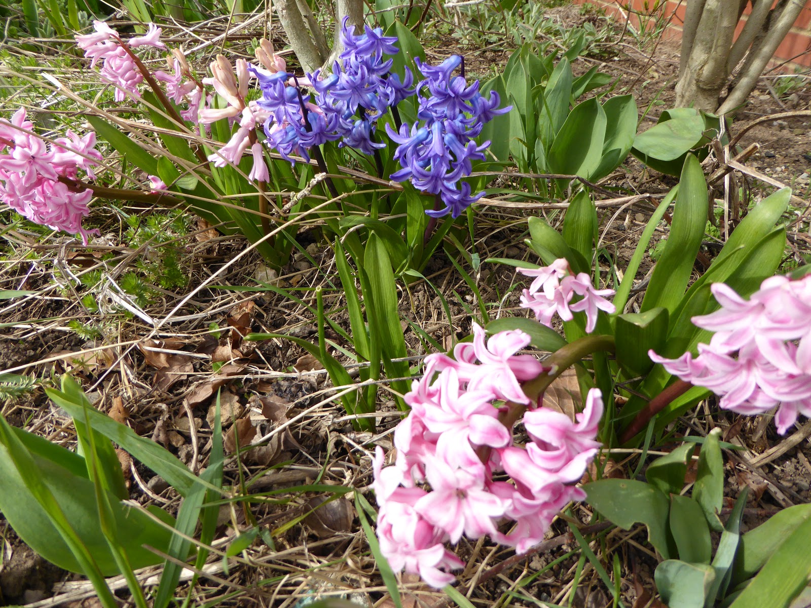 The Sounds of Spring