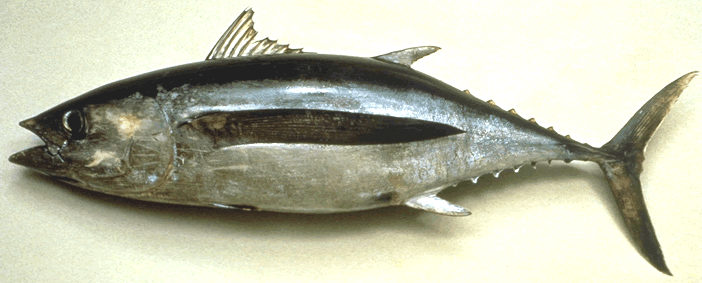 Fishes Images: Albacore