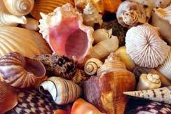 Karakteristik Kerang