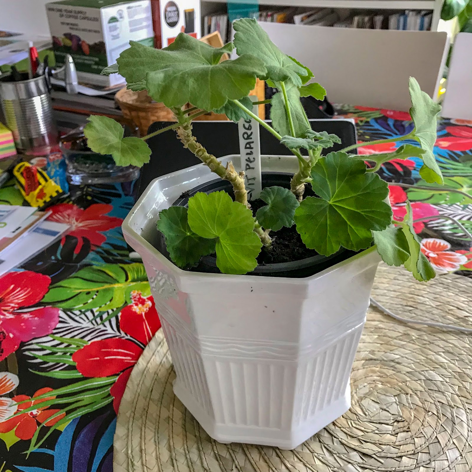 ninisworld: maj 2019