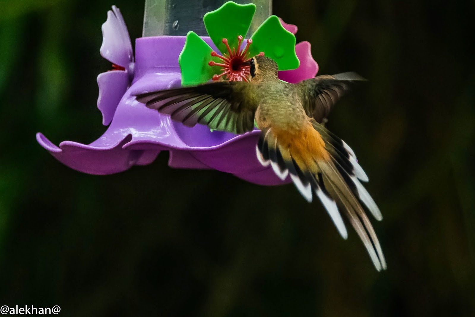 Pájaros, Pajarracos: Ermitaño canela (Phaethornis pretrei / Planalto ...