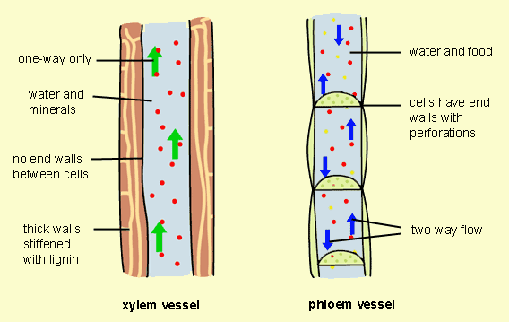 Plant Transport: Transport of Food in Plants